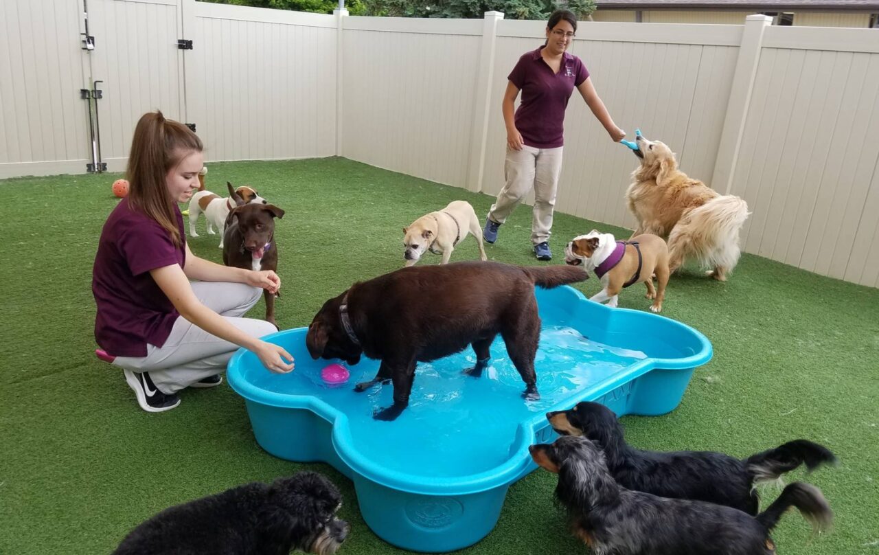 Fort Collins, CO 80525 Pet Care Services | Four Paws Pet Hotel & Resort