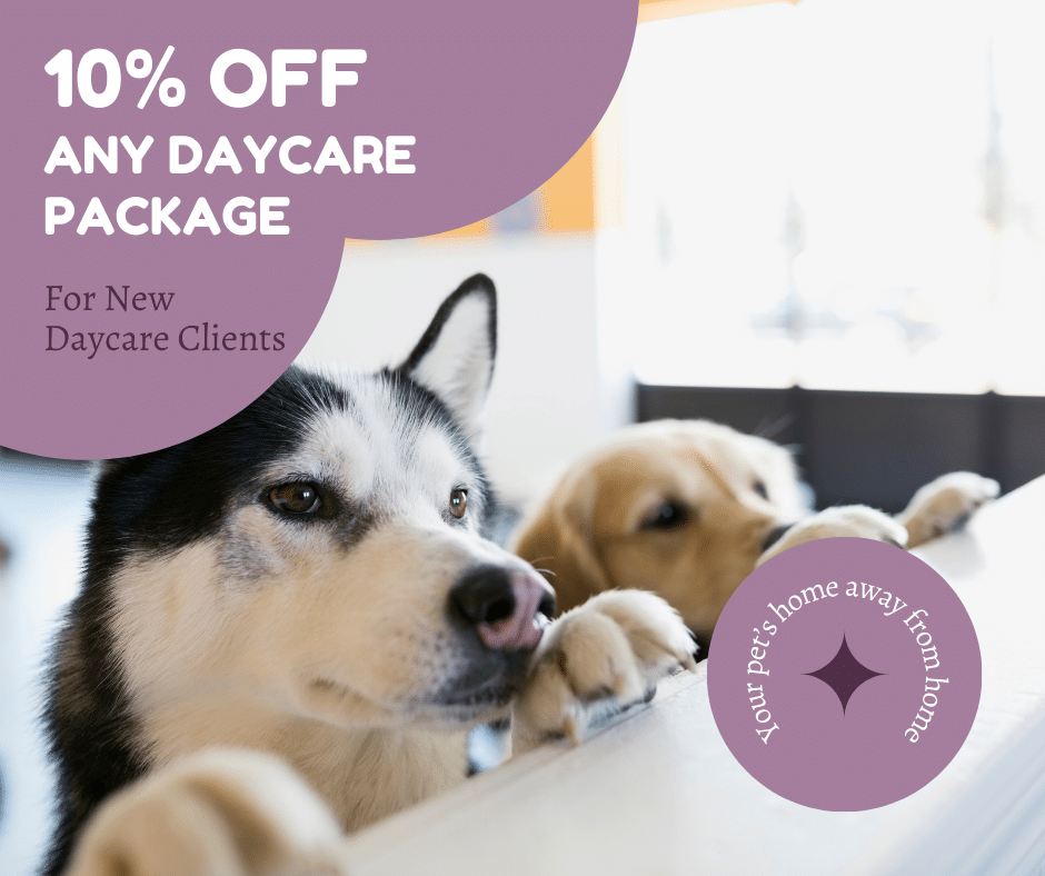 Specials | Four Paws Pet Hotel & Resort